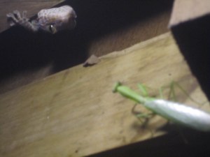 National Geographic Moment: Gecko Vs. Praying Mantis, Bungalow Porch ...
